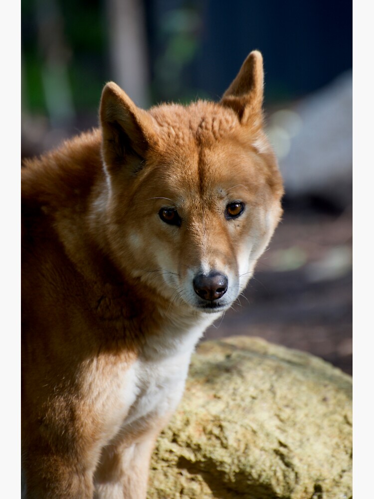 "Dingo Close Up" Sticker for Sale by GP1746 | Redbubble