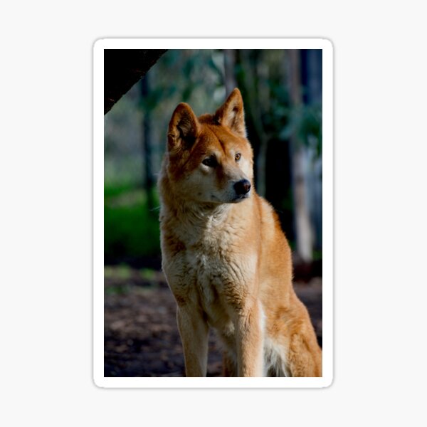 "Dingo Gaze" Sticker for Sale by GP1746 | Redbubble