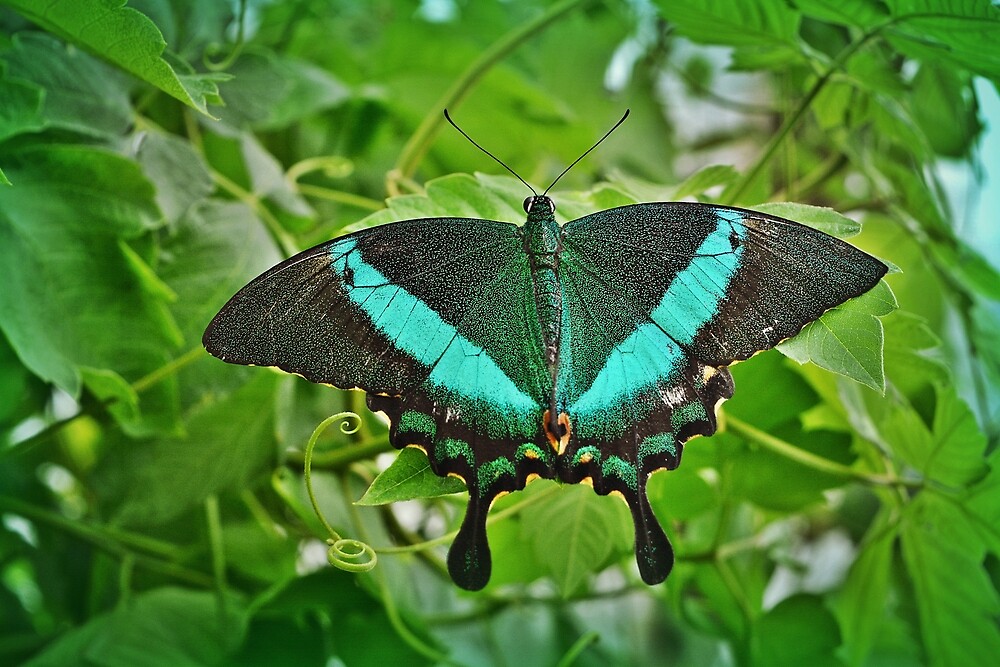 "Emerald Butterfly" by Alexandra Lavizzari | Redbubble