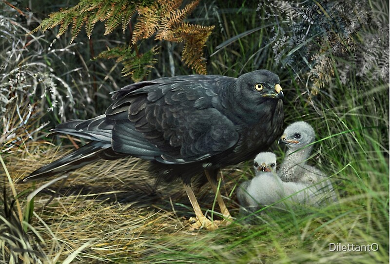 "BLACK HARRIER Circus maurus #3 (NOT A PHOTOGRAPH) PLEASE READ BLURB ...