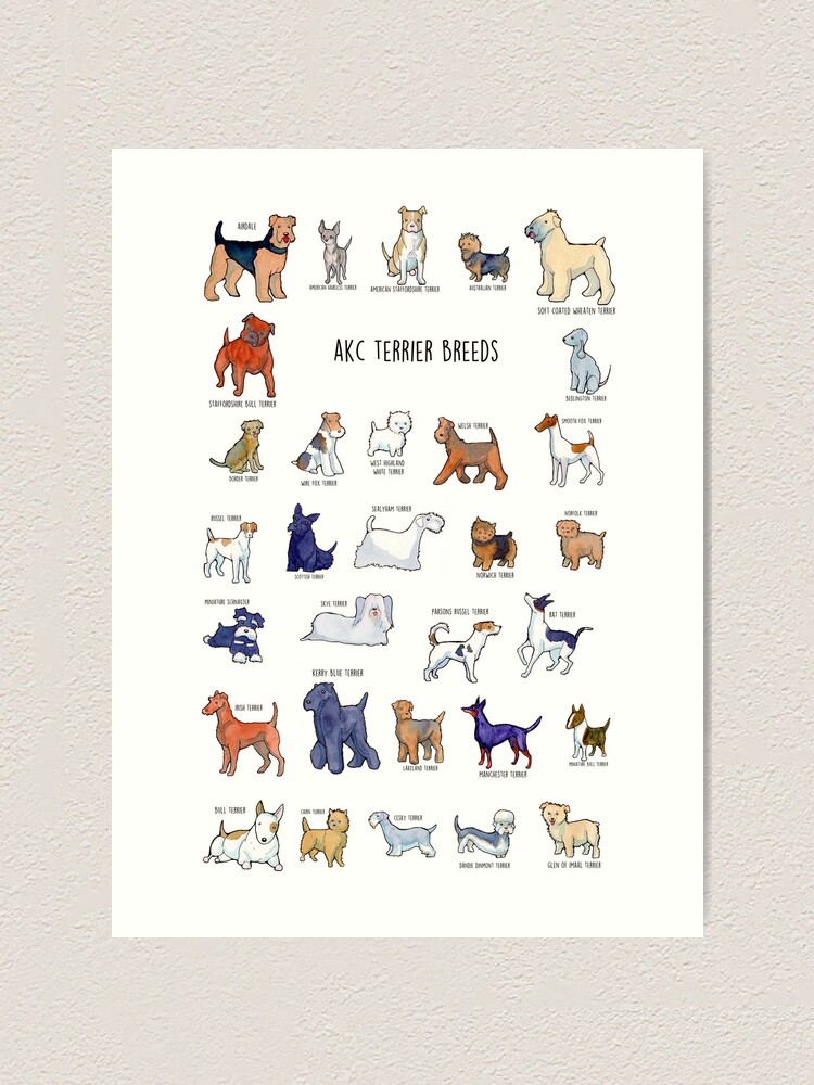 Terrier Breeds Size Chart
