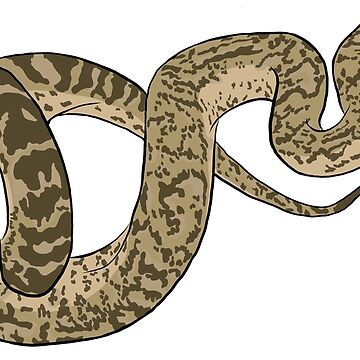 "Puerto Rican Boa (Chilabothrus inornatus)" Sticker for Sale by ...