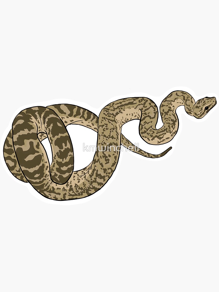 "Puerto Rican Boa (Chilabothrus inornatus)" Sticker for Sale by ...