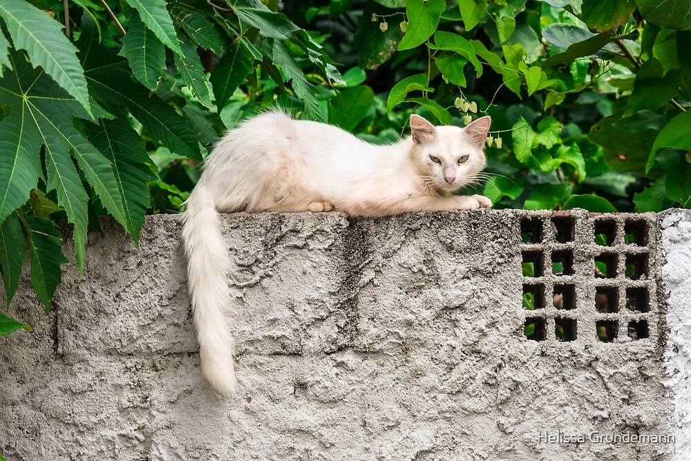 "Street cat on a cemented brick wall" by Helissa Grundemann | Redbubble