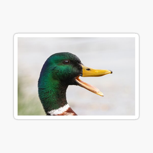 "Quack!" Sticker for Sale by GreyFeatherPhot | Redbubble