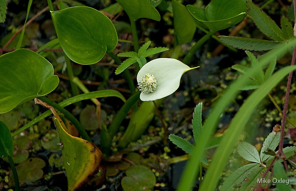 "Wild Calla Lily (Calla palustris)" by Mike Oxley | Redbubble