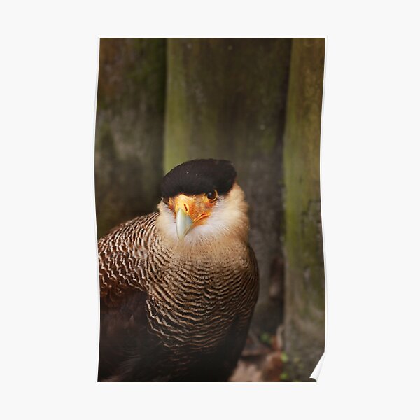 "Carabara" Poster for Sale by miradorpictures | Redbubble