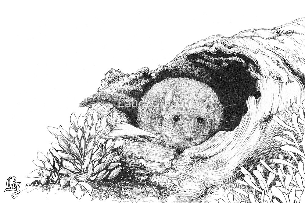 "Antechinus - carnivorous marsupial 'mouse' (Antechinus flavipes)" by ...