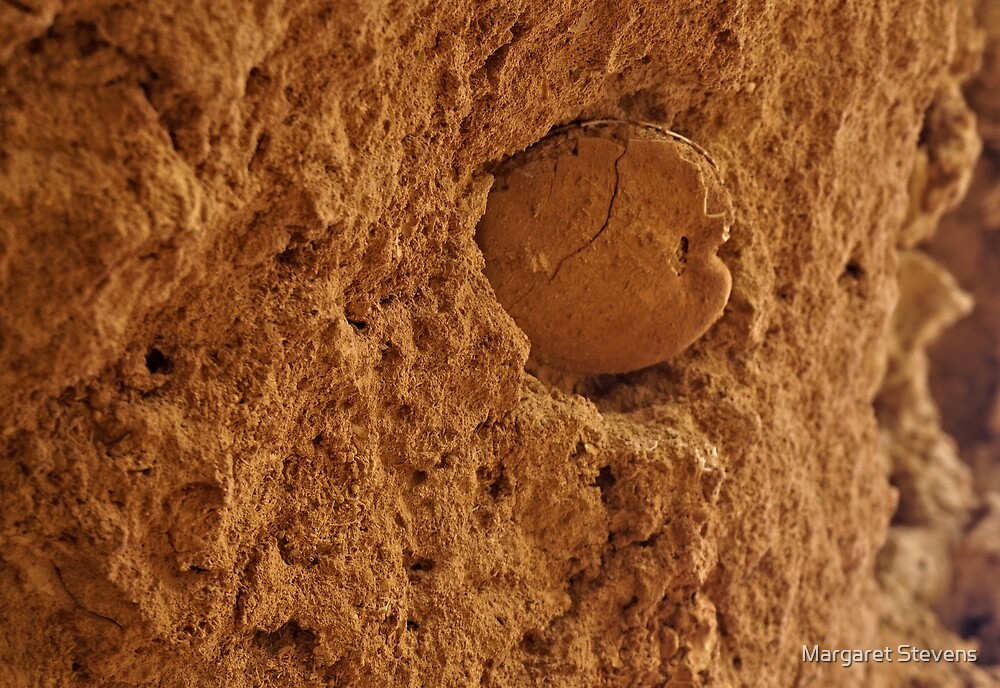 "Ancient Clam Shell" by Margaret Stevens | Redbubble