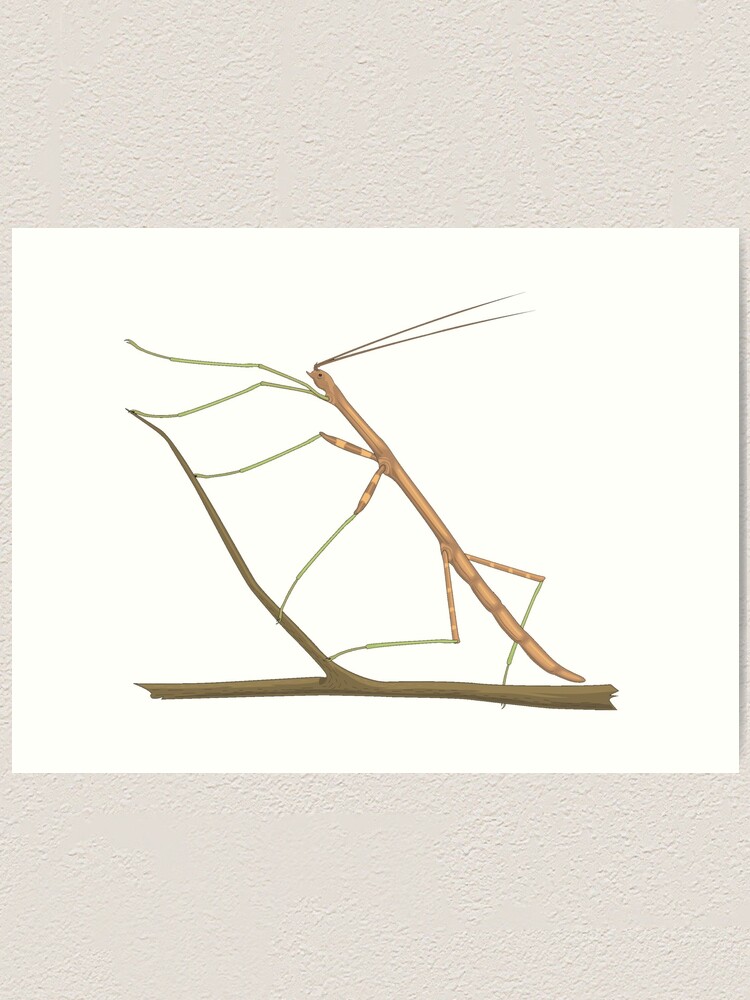 "Phasmid" Art Print by Judge-Hatchet | Redbubble