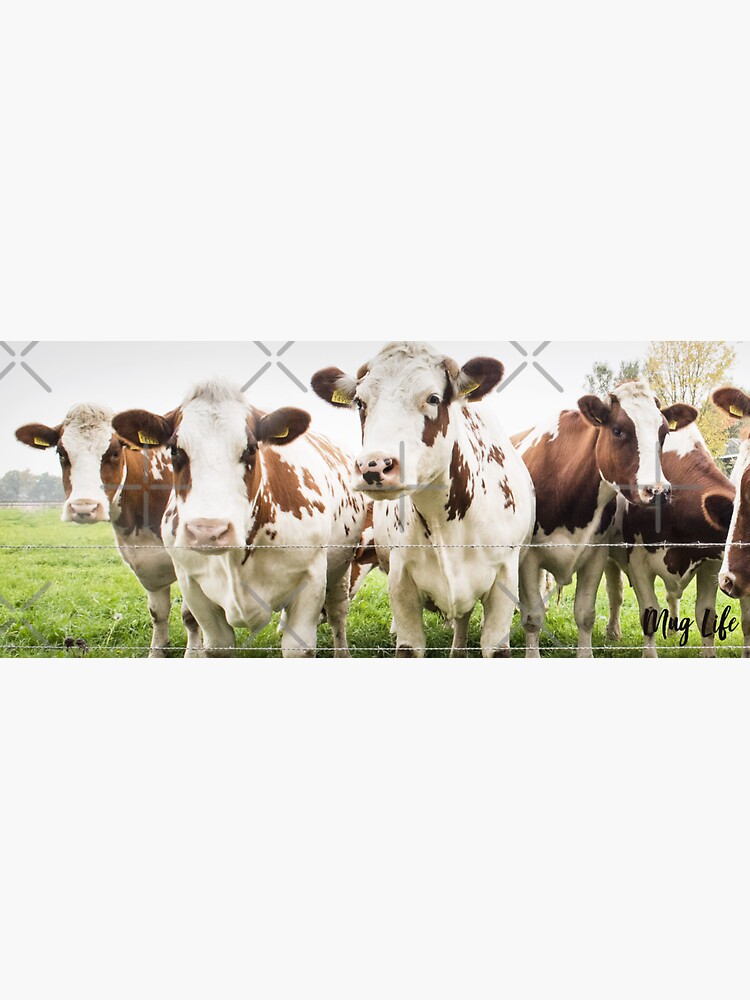 "Cute Cow Herd Group Photo" Sticker by ThisIsMugLife | Redbubble