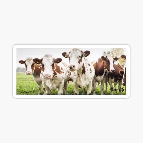 "Cute Cow Herd Group Photo" Sticker by ThisIsMugLife | Redbubble