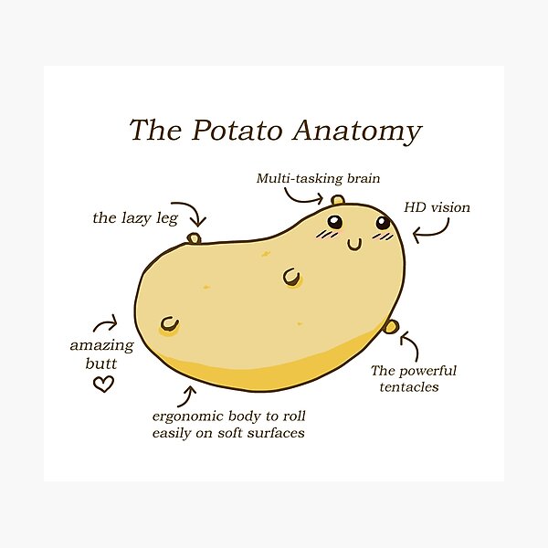 "the potato anatomy" Photographic Print for Sale by Carlotta986 | Redbubble