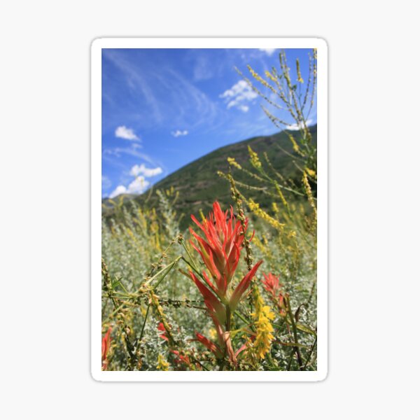 "Colorado Indian Paintbrush Flower" Sticker for Sale by jeangirl ...