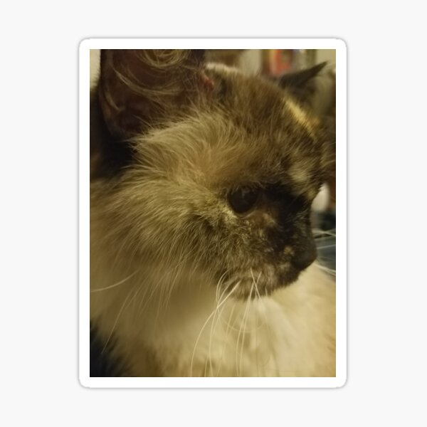 "Birman Cat" Sticker for Sale by ChicknDoodlSoup | Redbubble