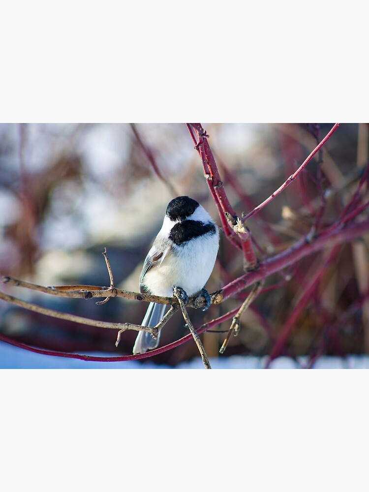 "Happy Chickadee Perching" Art Print for Sale by PurpleMonkeyDW | Redbubble