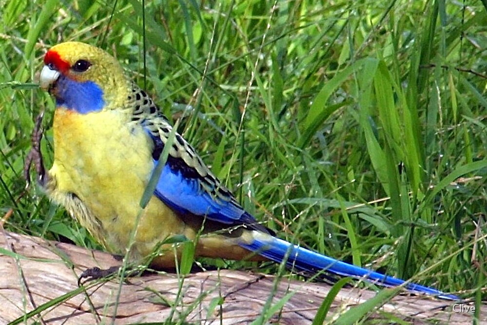 "Yellow Rosella" by Clive | Redbubble