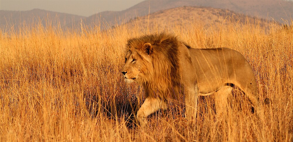 "Male lion on the move" by Graeme Shannon | Redbubble
