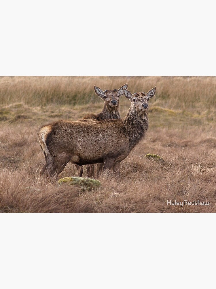 "A pair of beautiful wild Stags in the Scottish highlands " Poster by ...