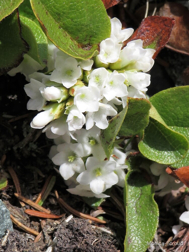 "SPRINGTIME MAYFLOWERS IN BLOOM" by MONICA STROUD | Redbubble