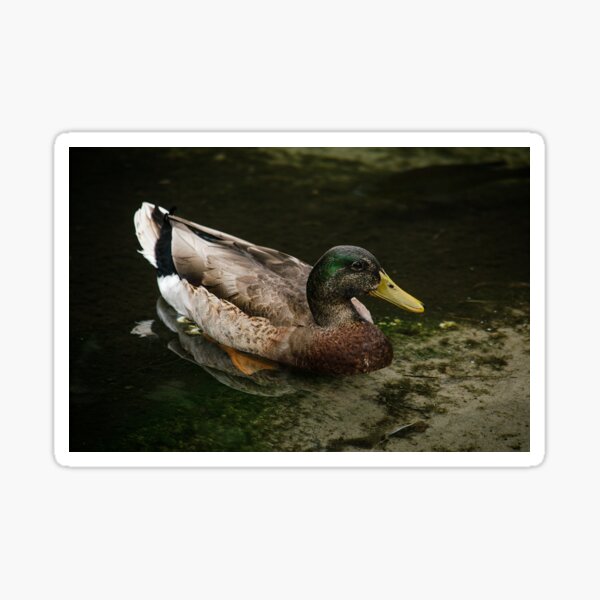 "Mallard" Sticker for Sale by greglarro | Redbubble