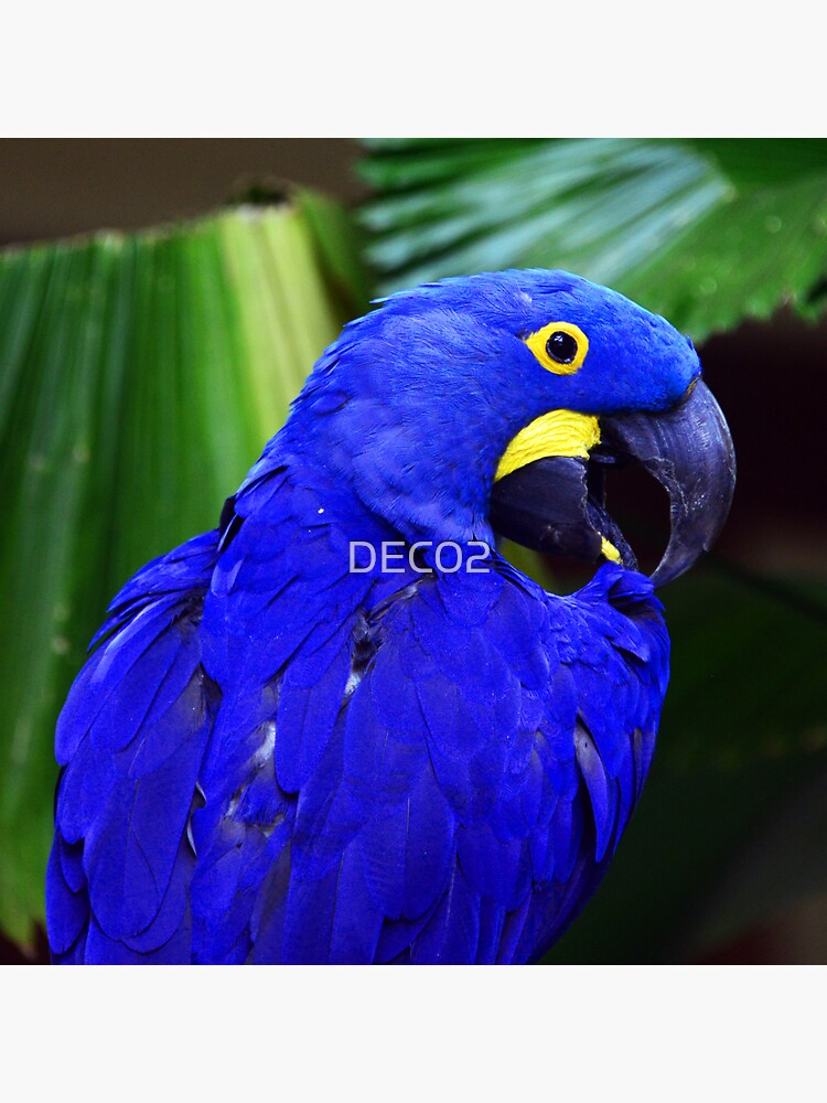 "Elegant Hyacinth Macaw Art Photo" Sticker for Sale by DEC02 | Redbubble