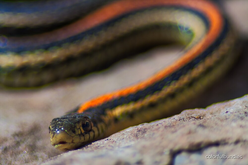 "Prairie Garter Snake - Prairie Scary" by colorfulbundles | Redbubble