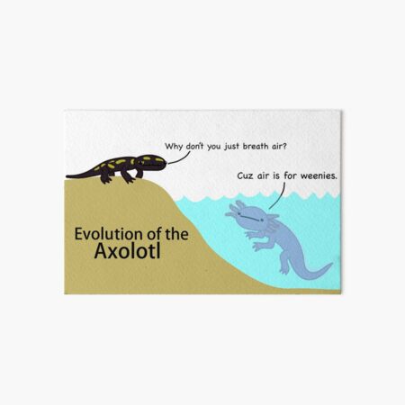 "The Evolution of the Axolotl" Art Board Print by TheGuyWithStuff ...