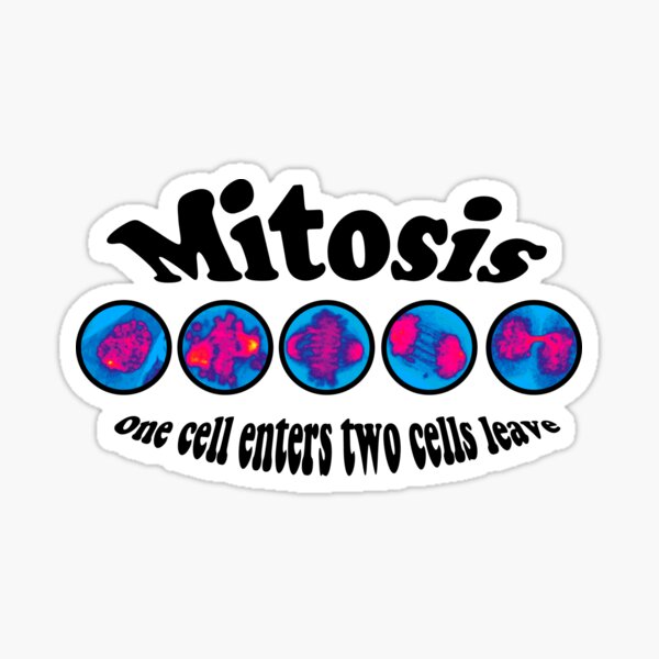 "Mitosis Thunderdome" Sticker for Sale by Science-is-Pun | Redbubble