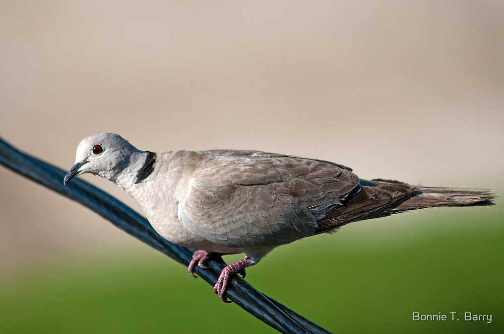 "Ring neck dove" by Bonnie T. Barry | Redbubble