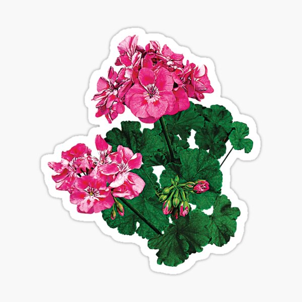"Pink Geraniums and Buds" Sticker for Sale by SudaP0408 | Redbubble