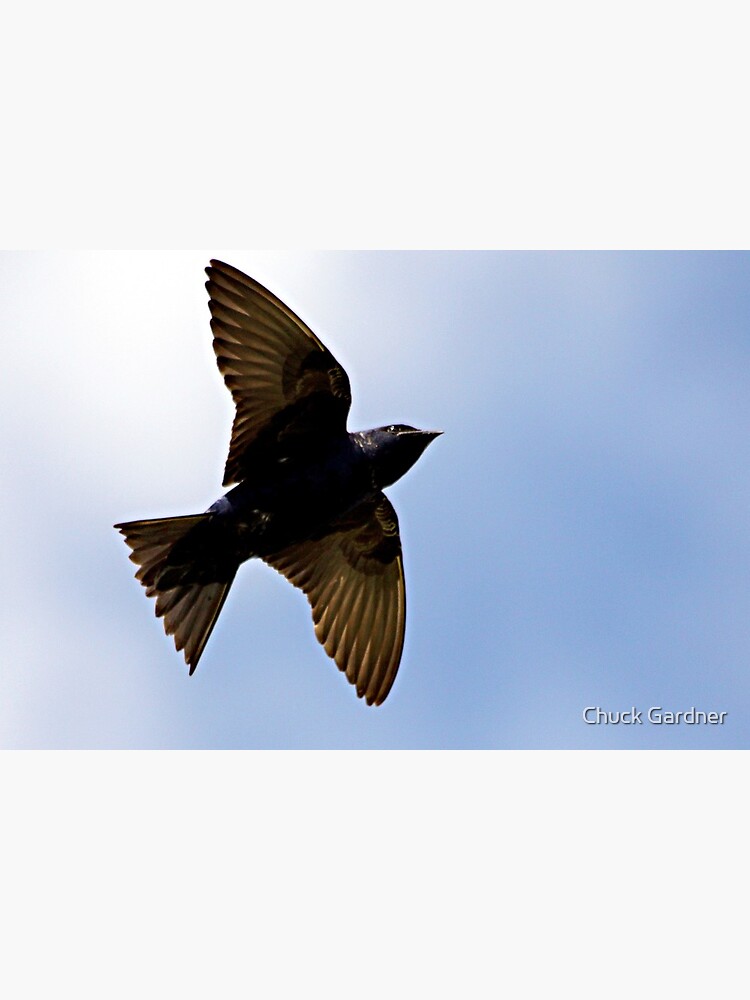 "Purple Martin the Good Luck Bird" Poster for Sale by Chuck Gardner ...