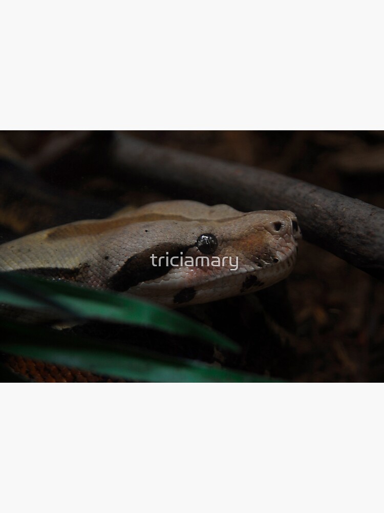 "Boa Constrictor" Poster by triciamary | Redbubble
