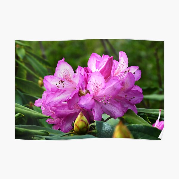 "Rhododendron " Poster by Baynanno1 | Redbubble