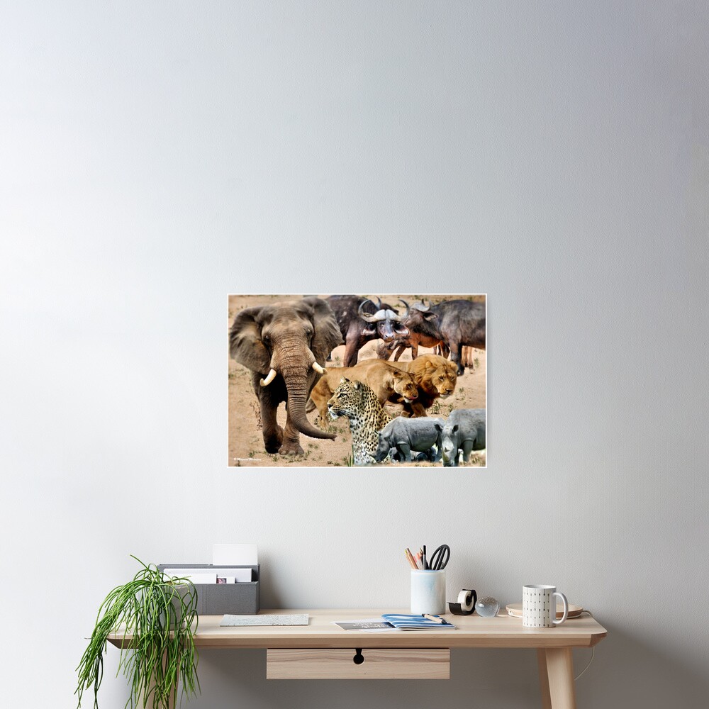 "AFRICA'S BIG 5 - DIE GROOT 5" Poster for Sale by mags | Redbubble