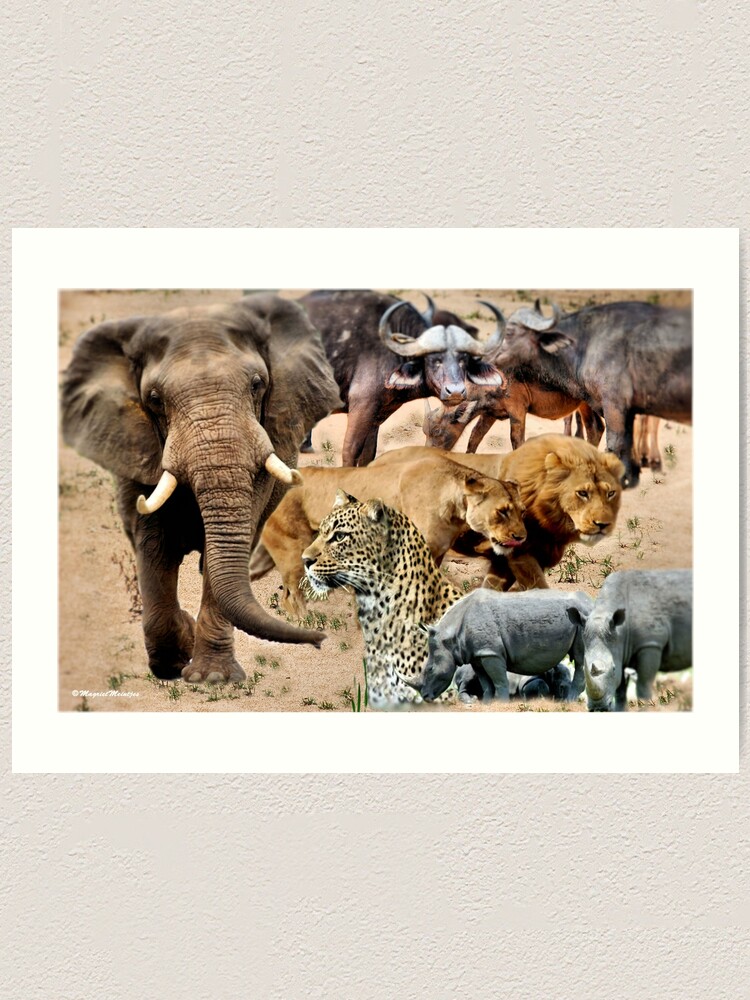 "AFRICA'S BIG 5 - DIE GROOT 5" Art Print for Sale by mags | Redbubble
