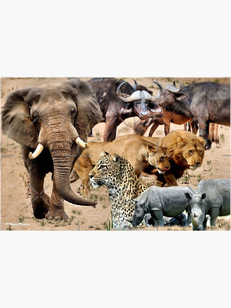 "AFRICA'S BIG 5 - DIE GROOT 5" Art Print for Sale by mags | Redbubble