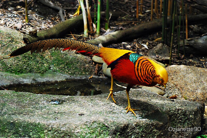 "The Most Beautiful Bird in the World - The Golden Pheasant" by Jan ...