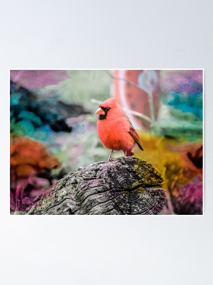 "Cardinal" Poster by kcrystalfriend | Redbubble