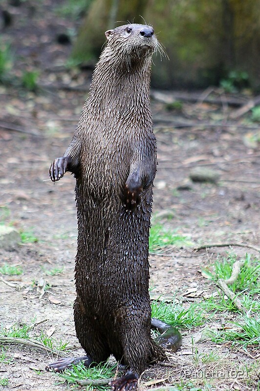 River Otter Standing Up By Paulette1021 Redbubble
