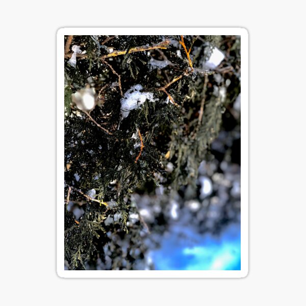 "Winter Freeze" Sticker by Kfitzy22 | Redbubble