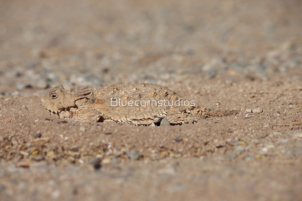 "Camouflage Desert Horned Lizard" by Bluecornstudios | Redbubble