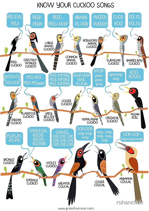 "Know your cuckoo songs" by rohanchak | Redbubble