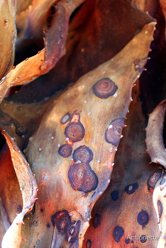 "Aloe rust" by Antionette | Redbubble