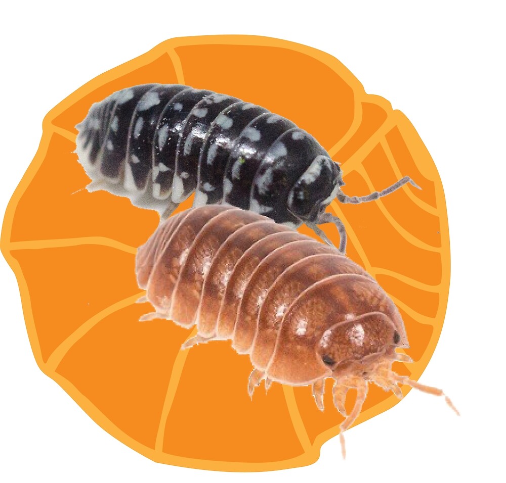 "Roly Poly Logo" by Vitm | Redbubble