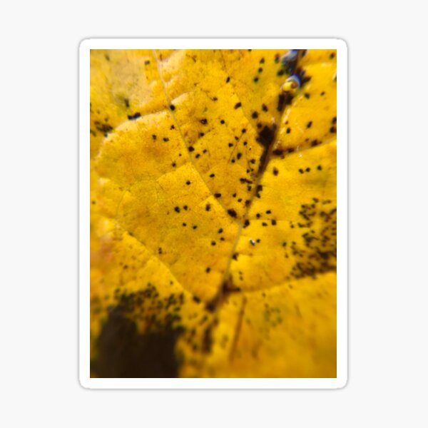 "yellow leaf" Sticker by dixonbm | Redbubble