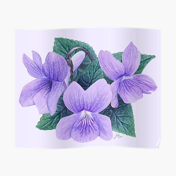 "Violets" Poster for Sale by Isabel1720 | Redbubble