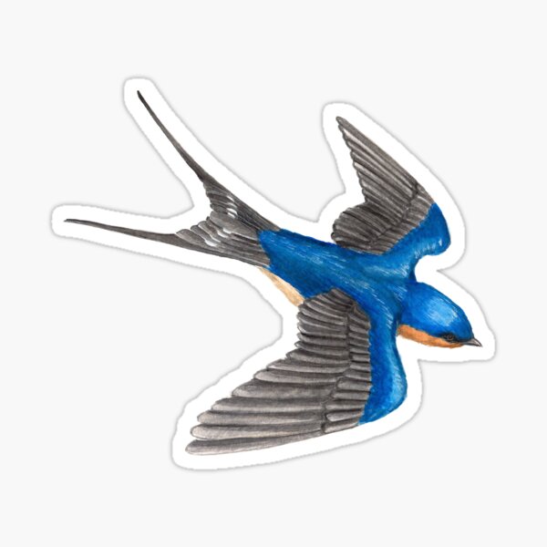 "Barn Swallow Bird Art" Sticker for Sale by ABFoleyArt | Redbubble