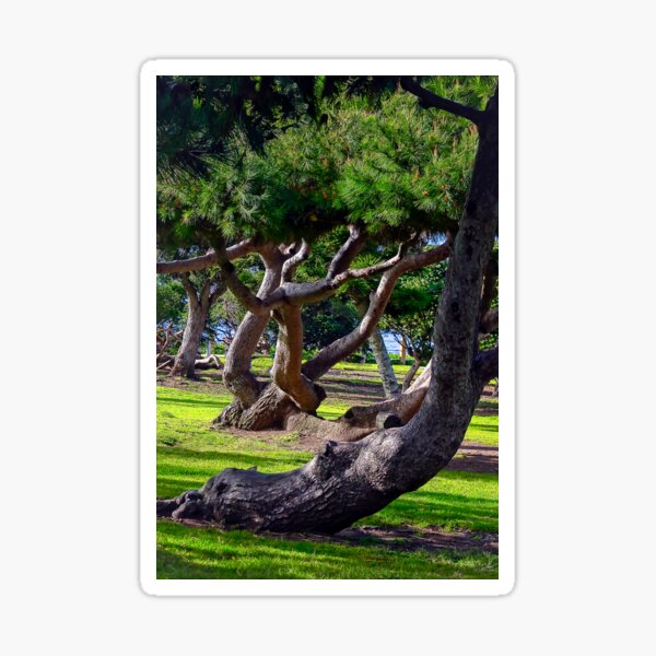 Leaning Trees Gifts & Merchandise | Redbubble