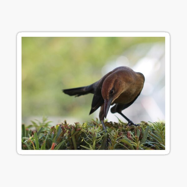 "Say Whaaat?" Sticker for Sale by cuprum | Redbubble